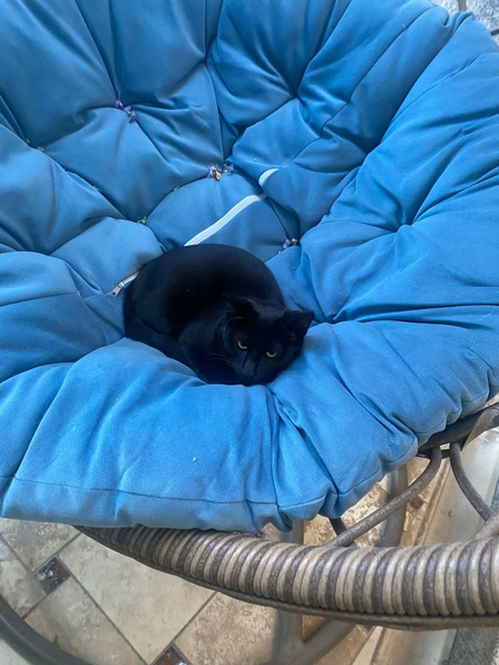 Чёрный котик на удачу!