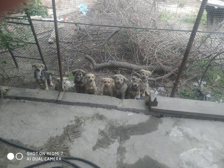 Пристраиваются в добрые руки щенята