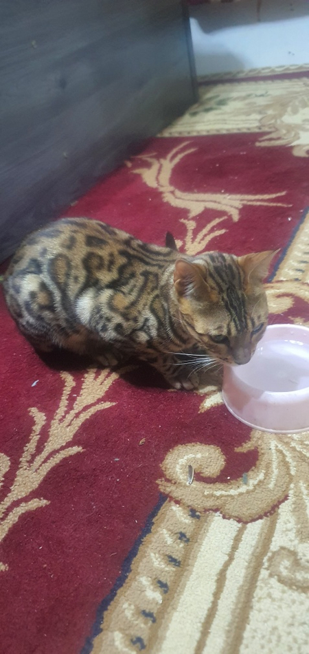 кошка бенгалский