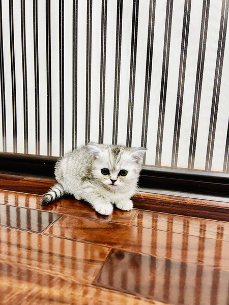 Scottish Fold