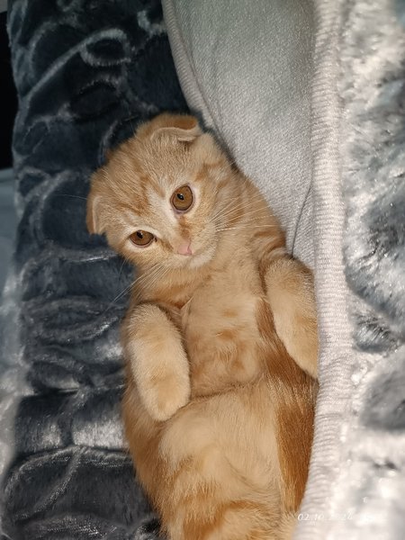 Продаются котята, срочно