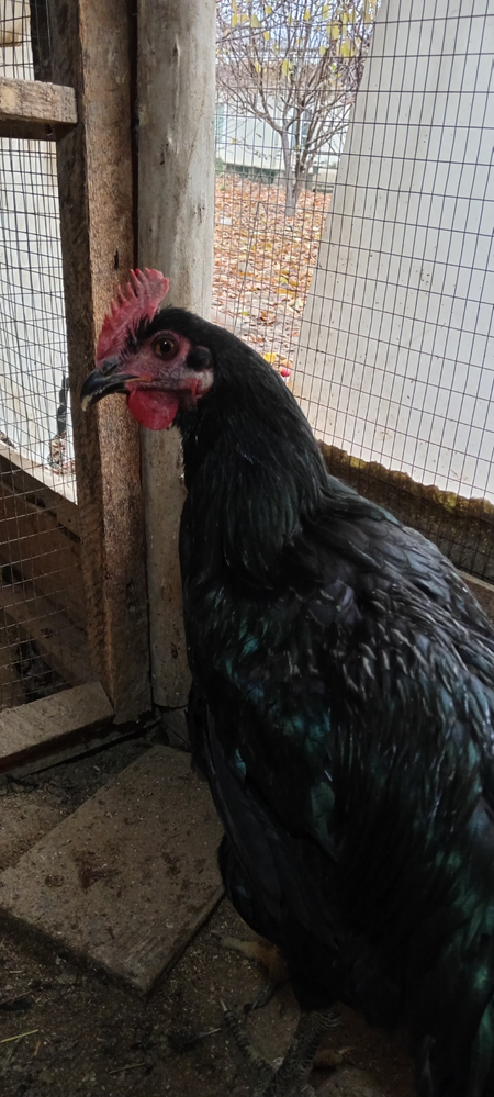 Gigant Qora shaxzoda jo‘jaxo‘rozlarar sotiladi