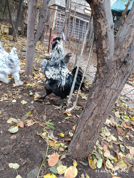 Продам тёмного  крупного петуха