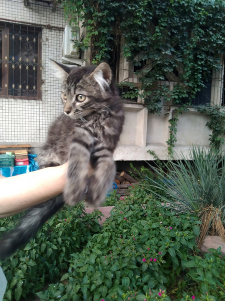 Котенок мальчик 4 месяца