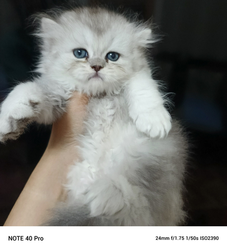 Продается котенок породы скотиш страйд