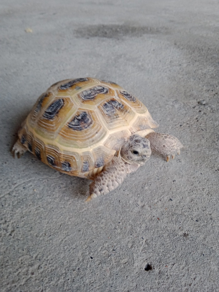 Toshbaqa sotiladi