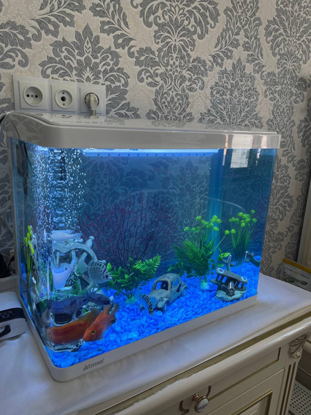 Akvarium tozalash xizmati