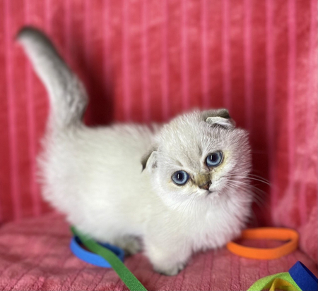 Котята породы манчикин