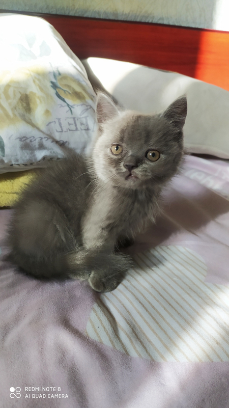 Чистокровные Шотландские котята Страйт