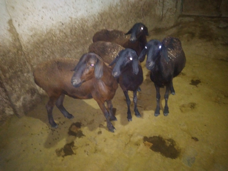 Ona qo'ylar sotiladi