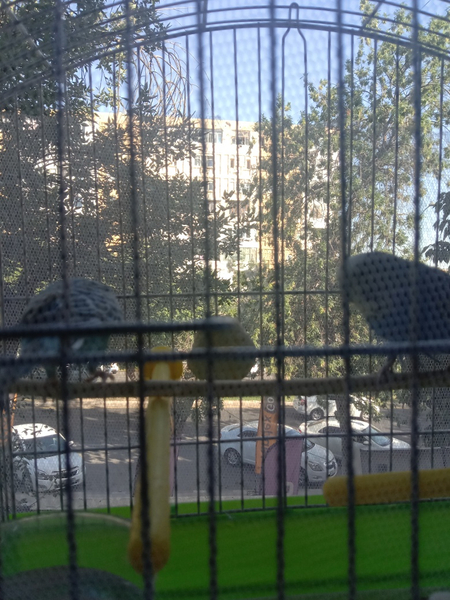 Попугаи волнистые