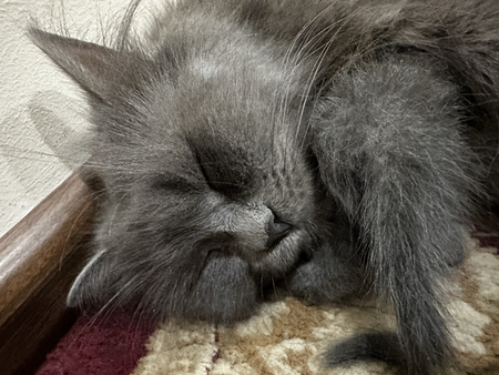 Котята серые/Мушук боллари кулиранг