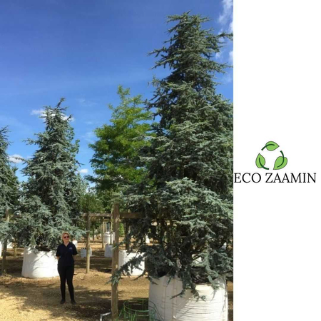 Дарахт Кучириш Пересадка Деревьев Transplant Tree