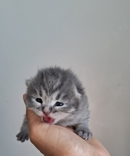 СКОТТИШ ФОЛД мушуклари