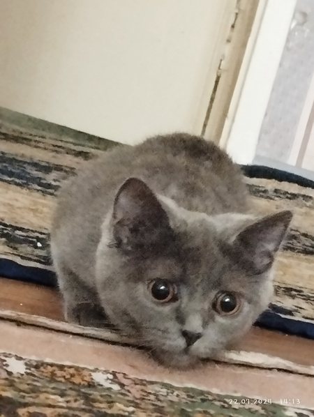 Скотиш страйт!! Срочно!