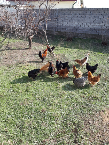 Домашние куриные яйца