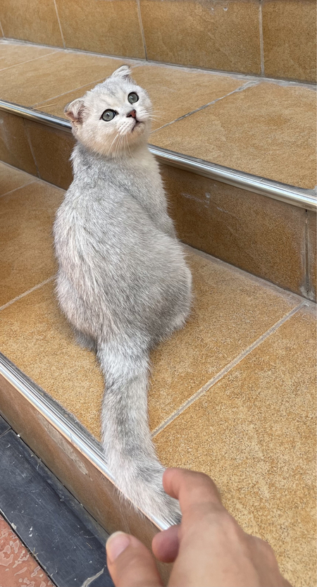 Продается котик