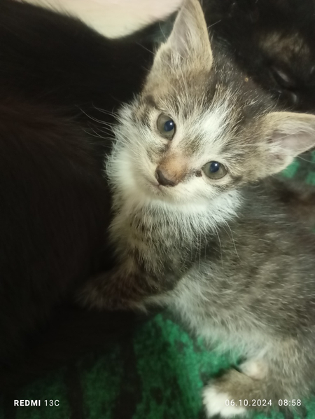 отдам хорошие руки котят за 10 000 сум