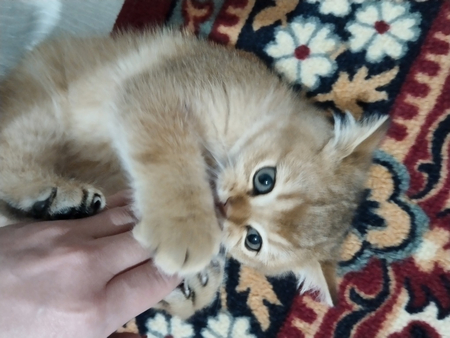 Продается котенок золотистый шиншилла