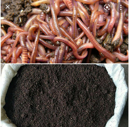 Biogumus va Kaliforniya qizil chuvalchanglari