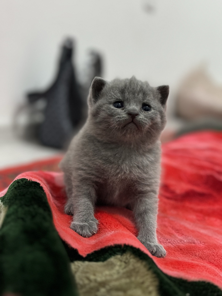 Продается котята.    3 девушек и 2 мальчик. 1,5 месяца