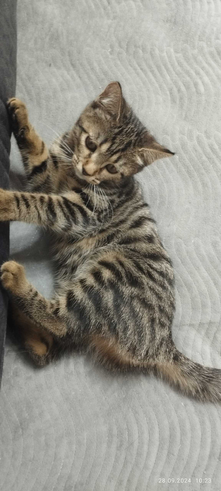Котятки в добрые руки