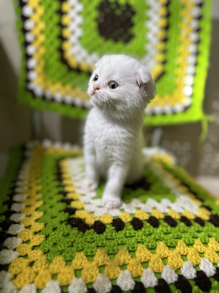 Вислоухие котята