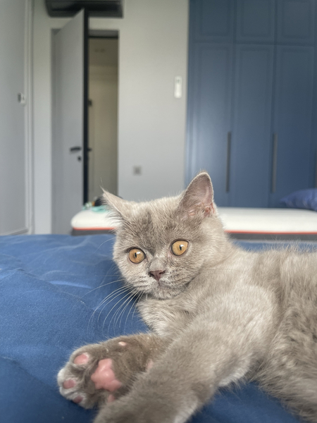 Котёнок кочешь страйк