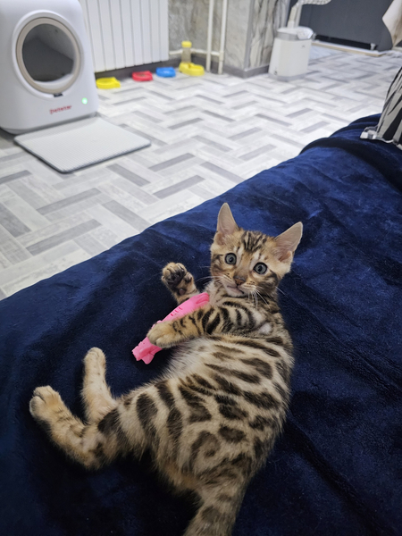 Бенгальский котенок