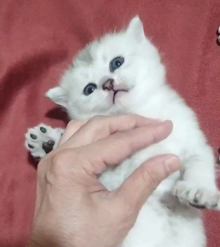 Серебристый шиншила У́ґил