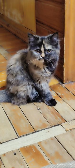 Продаются котята персидской породы