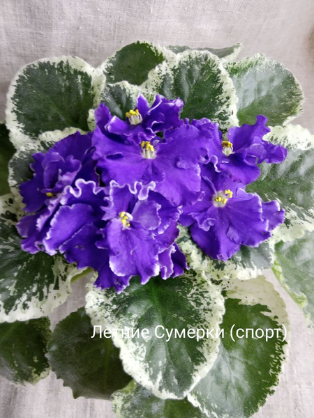 Сортовые фиалки,стартеры