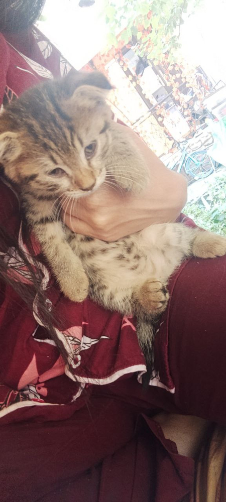 Котята здоровые полукровки