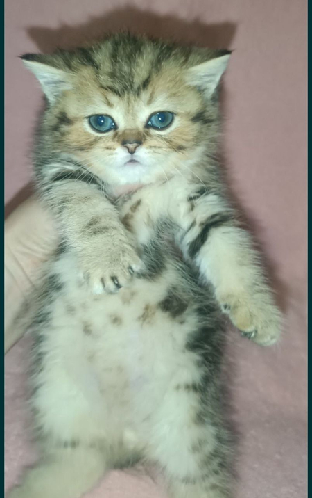 Золотая шиншилла продаётся