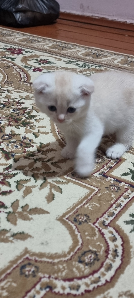 Котята Британские