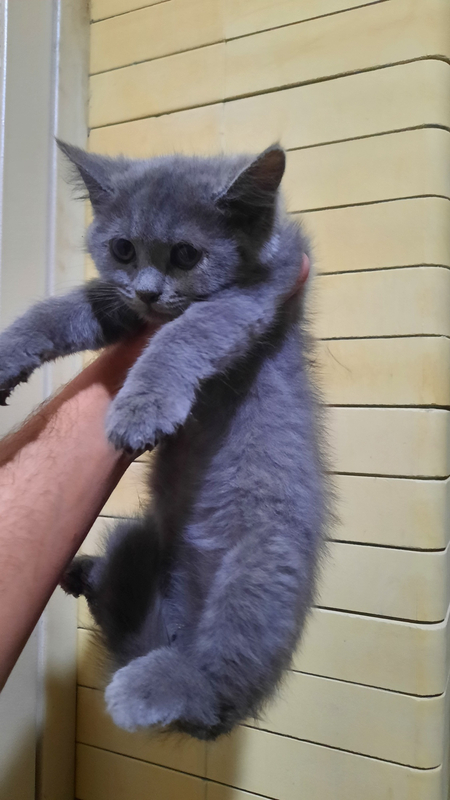 Продойотся чистокровние котята от правильное вязкы
