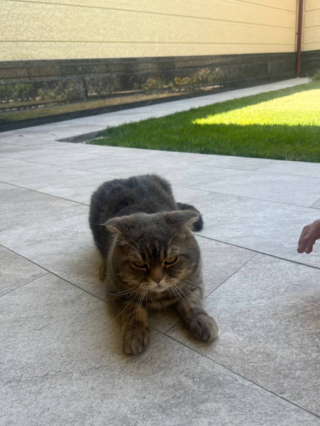 Scotish mushigi yoshi 8 oyli, latoka orgatilgan.