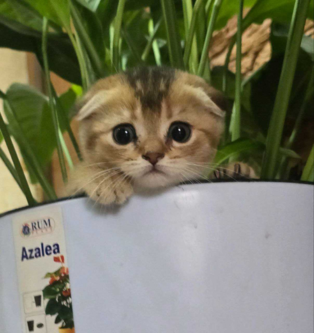 продаются британские котята