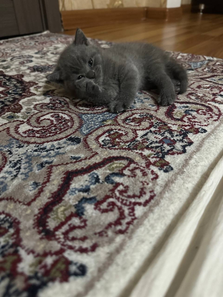 Продаются котята
