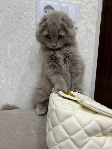 Продаётся Котенок