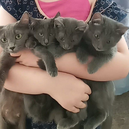 Продаются котята породы Карат
