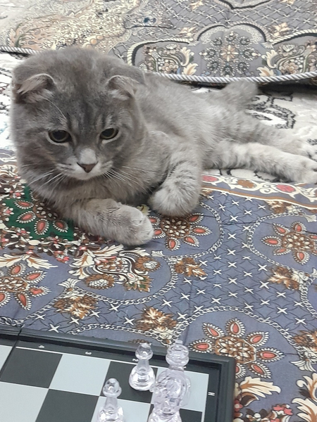 Котёнок мальчик 5 месяца