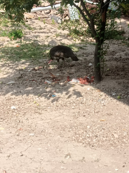 Kurkalar sotiladi