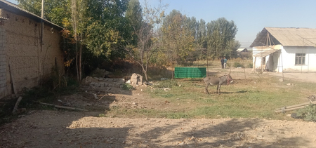 Учаска сораганла боса етувурила