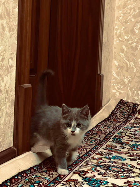 Продается кошка хорошие руки