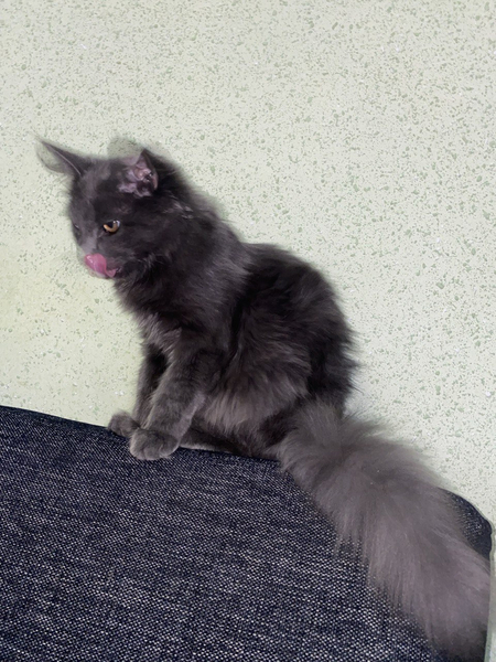 Кошка ангорка сотилади