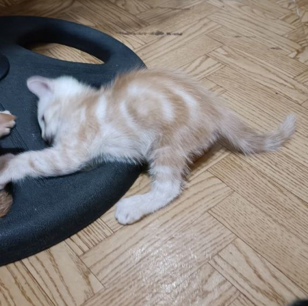 Котята от египетской мау