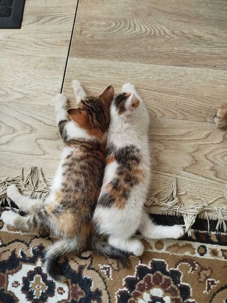 Продам котят мама шиншилла