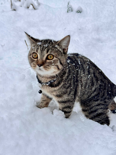 Вязка Скоттиш Страйт . Scottish Stright