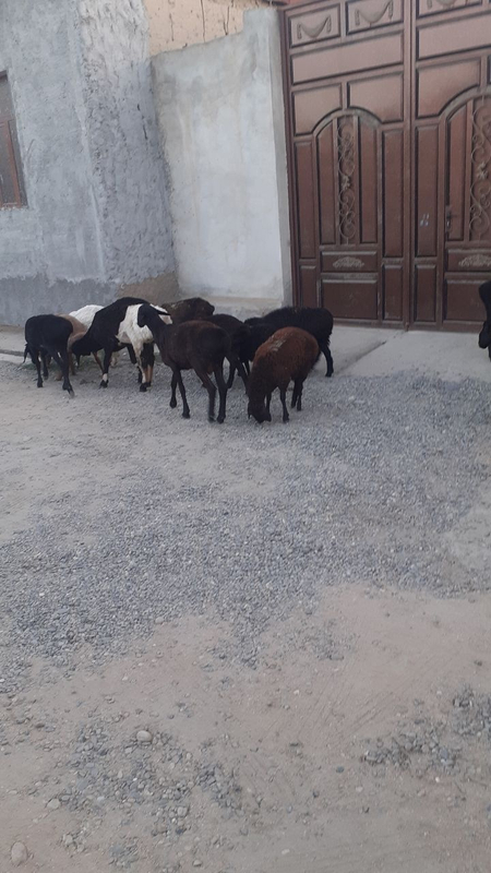 Qo'y qo'chqorlar bor